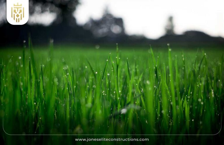 What Are the Different Types of Lawn Grass? | Jones Elite Constructions
