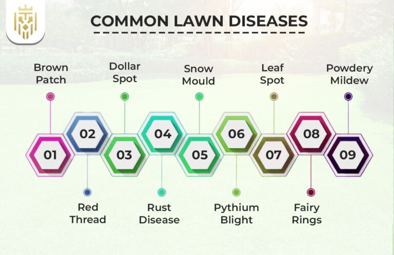 How To Identify and Diagnose Lawn Diseases? | Jones Elite Constructions
