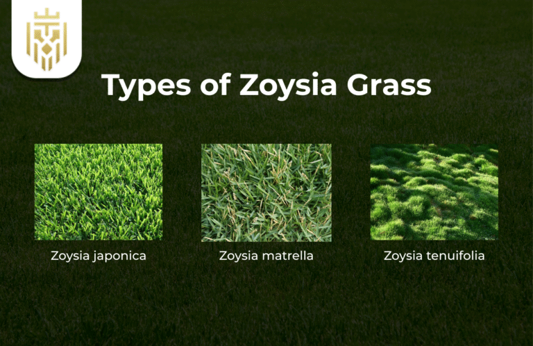 Why Zoysia Grass Is the Best for Warm-Season Lawns? | Jones Elite ...